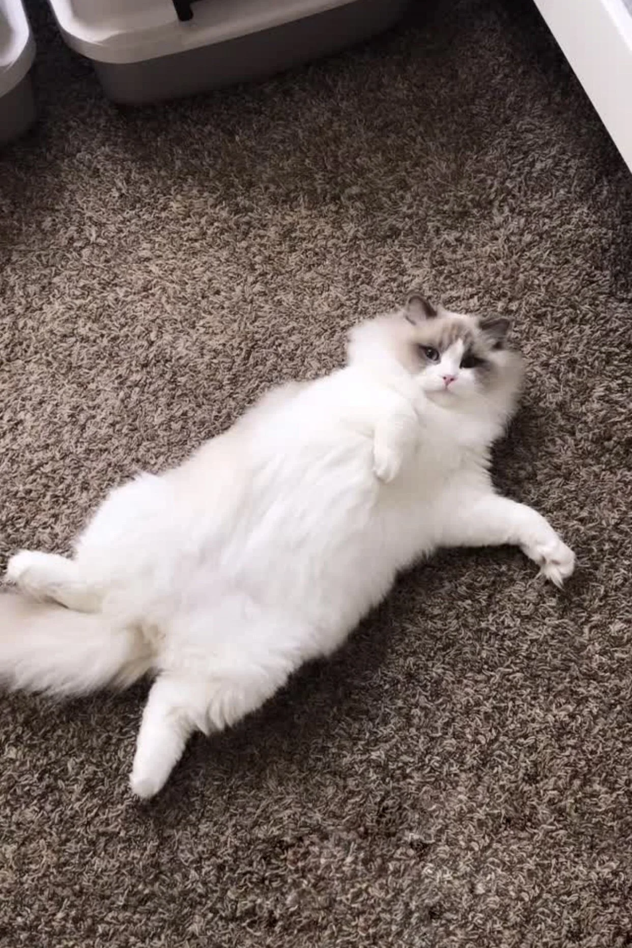 Ragdoll Temperament | Are They Really Floppy? — Ragdoll Kittens For ...