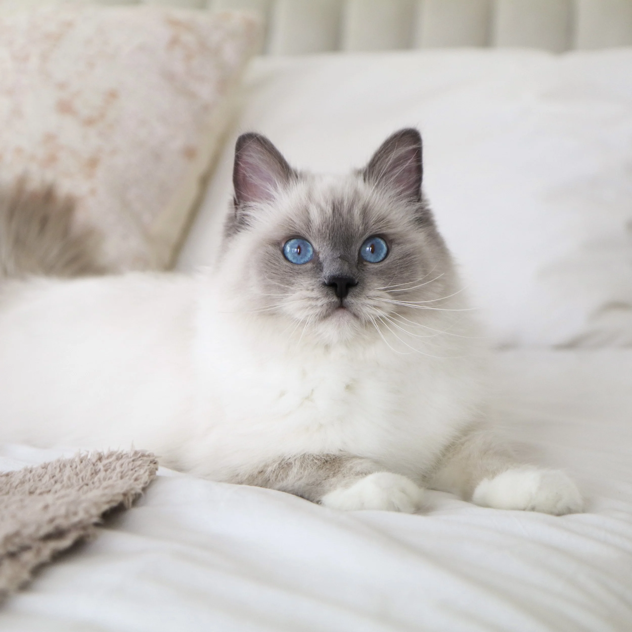 Ragdoll Colors and Patterns — Ragdoll Kittens For Sale | Ragdoll Breeder