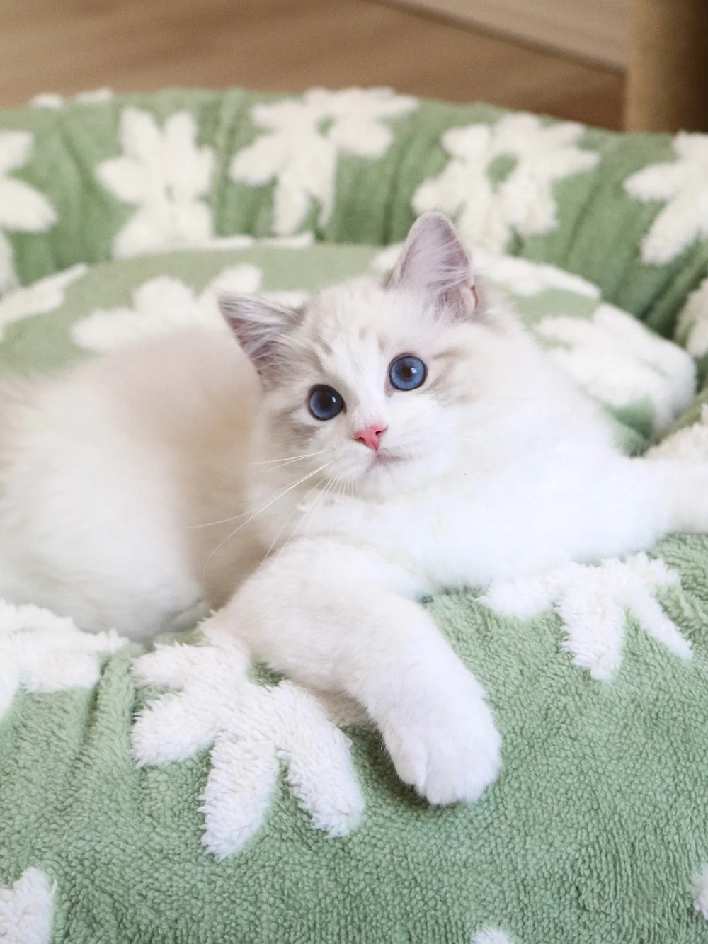 Our Beautiful Female Ragdolls — Ragdoll Kittens For Sale | Ragdoll Breeder