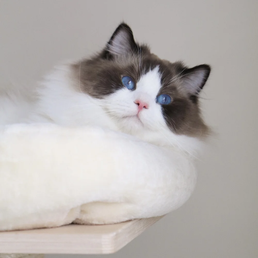 Ragdoll Colors and Patterns — Ragdoll Kittens For Sale | Ragdoll Breeder