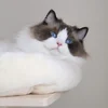 Ragdoll Colors and Patterns — Ragdoll Kittens For Sale | Ragdoll Breeder