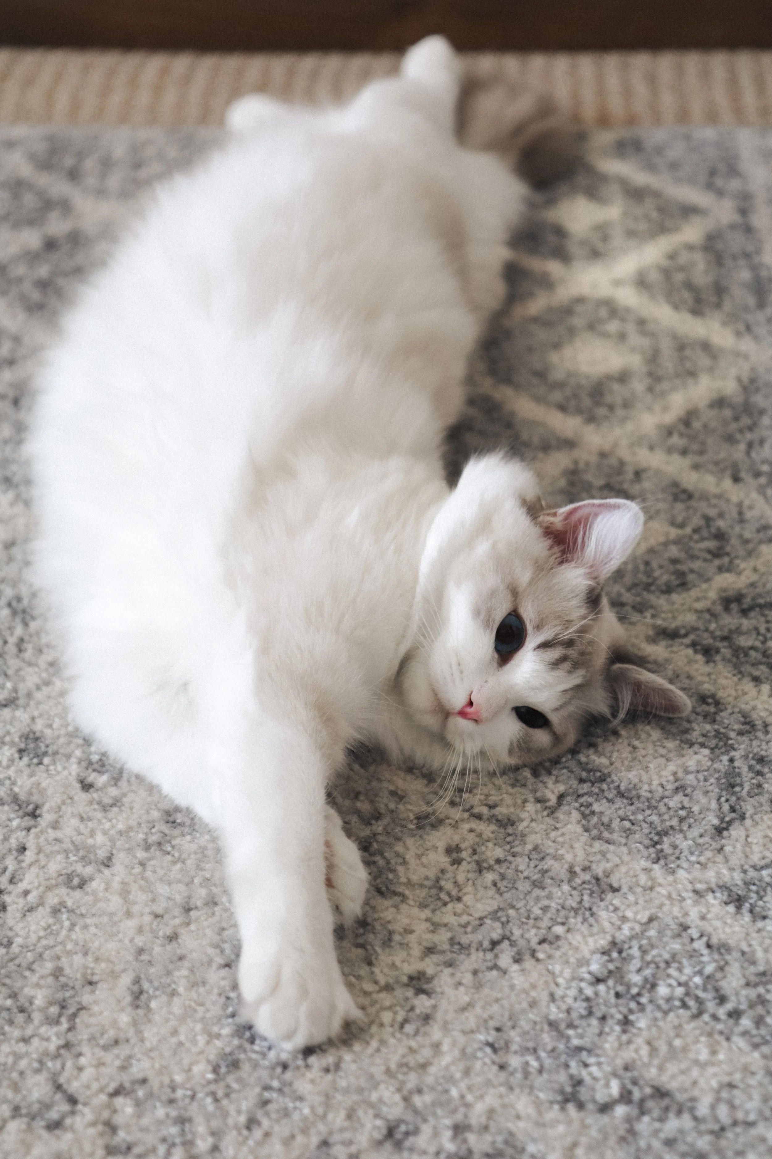 Ragdoll Temperament | Are They Really Floppy? — Ragdoll Kittens For ...