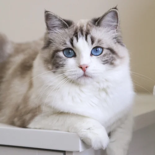 Ragdoll Colors and Patterns — Ragdoll Kittens For Sale | Ragdoll Breeder