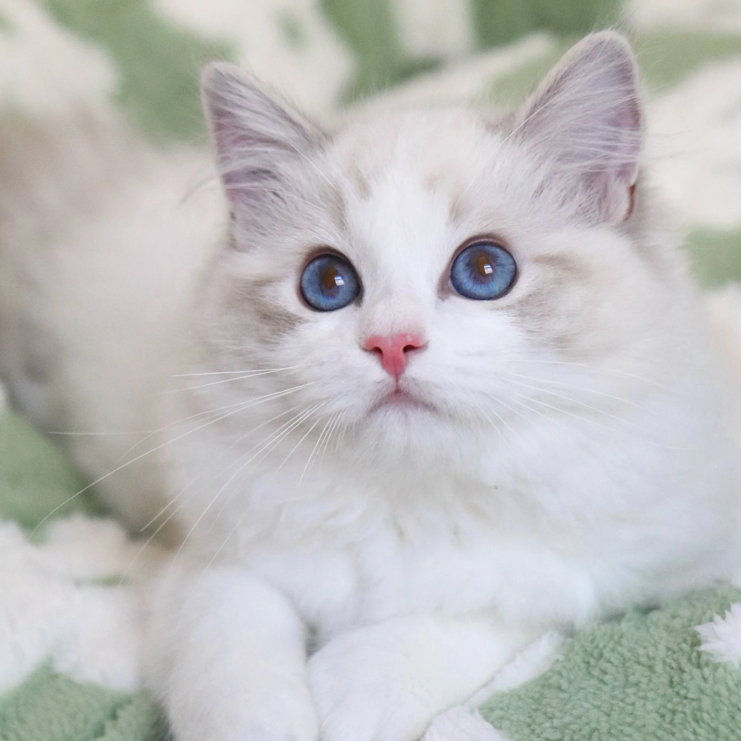 The Lynx Ragdoll - All About Tabby Ragdoll Cats — Ragdoll Kittens For ...