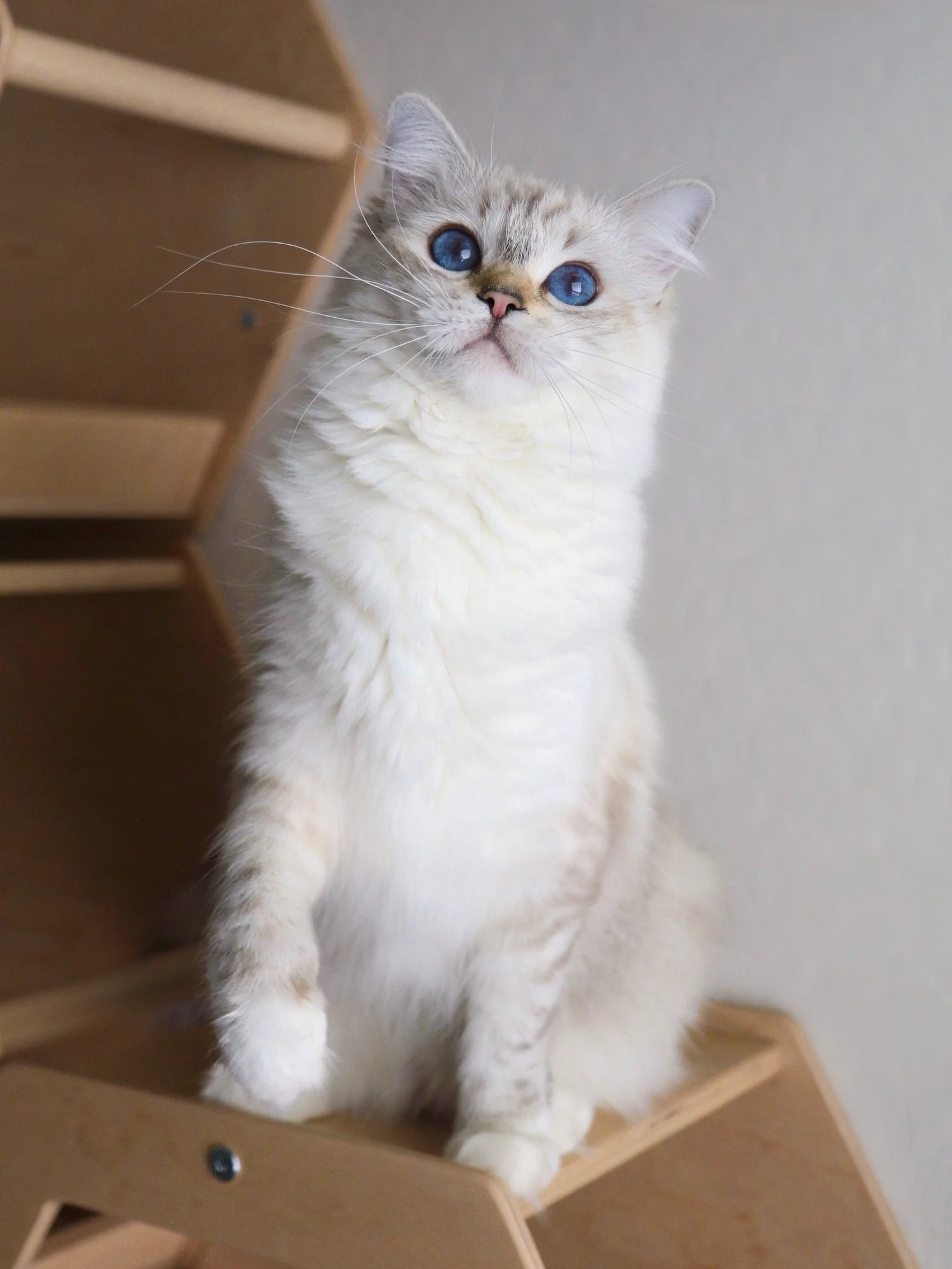 Ragdoll Breeding Program | Our Beautiful Female Ragdolls — Ragdoll ...