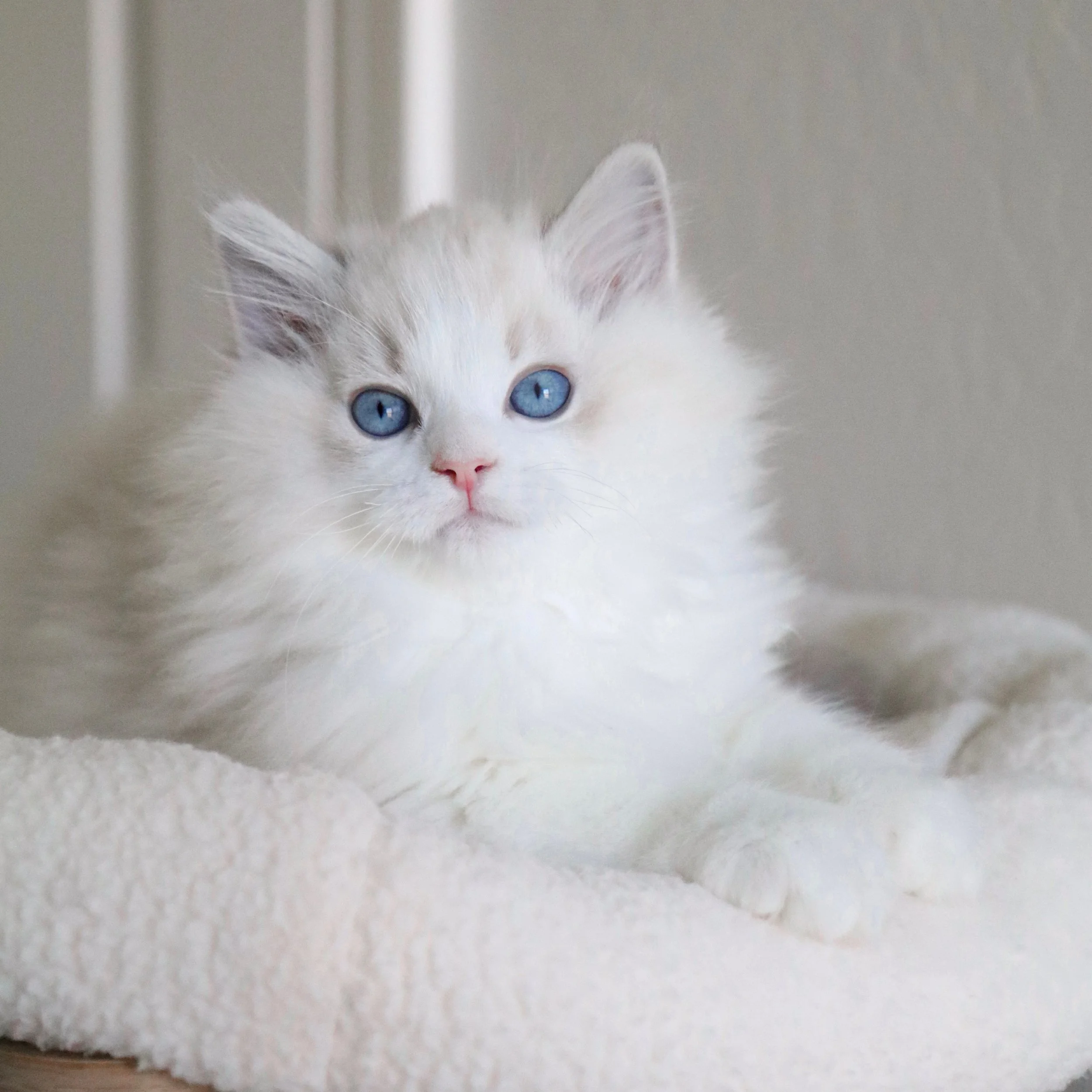The Lynx Ragdoll - All About Tabby Ragdoll Cats — Ragdoll Kittens For ...