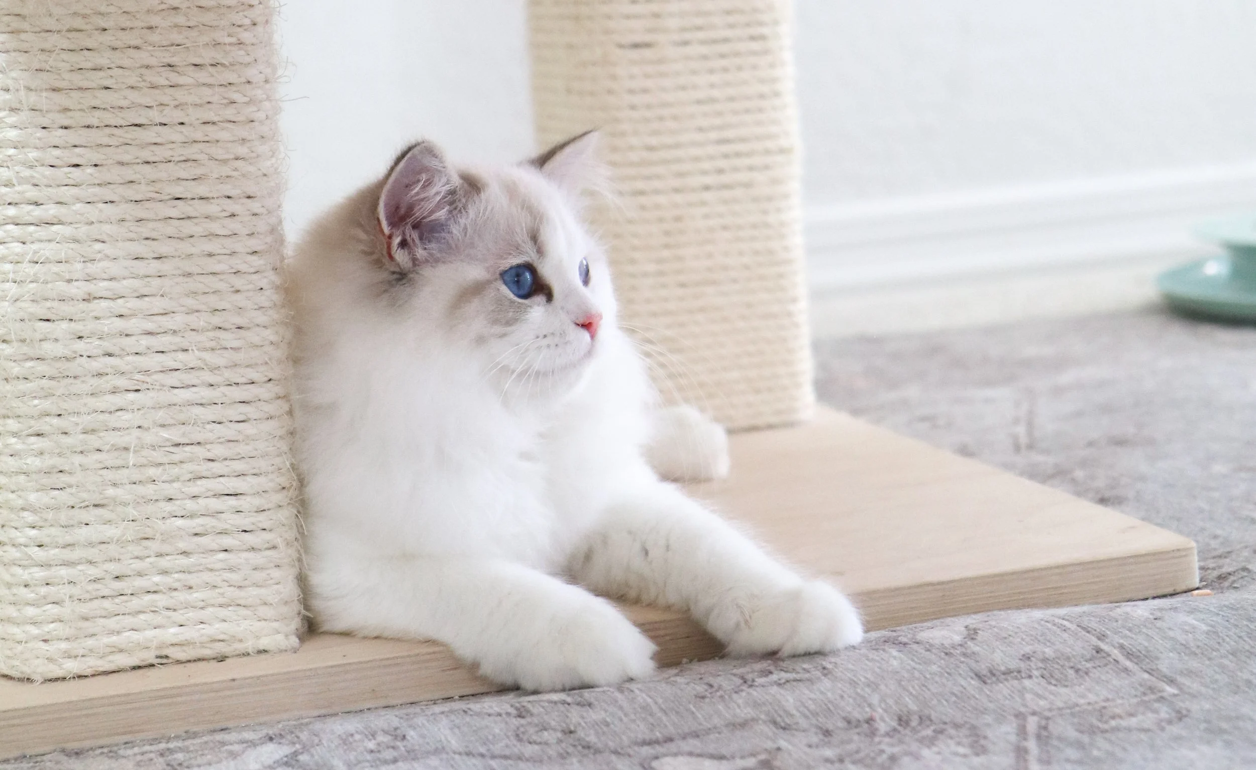 Do Ragdoll Cats Cause Allergies? — Ragdoll Kittens For Sale | Ragdoll ...