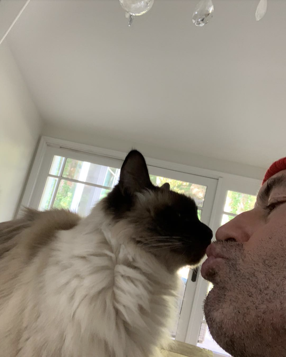 Ragdoll Cats in Pop Culture - Celebrities Who Own Ragdolls — Ragdoll ...