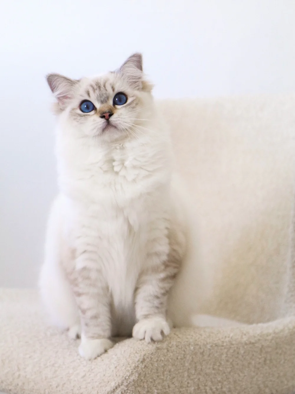 Ragdoll Breeding Program | Our Beautiful Female Ragdolls — Ragdoll ...