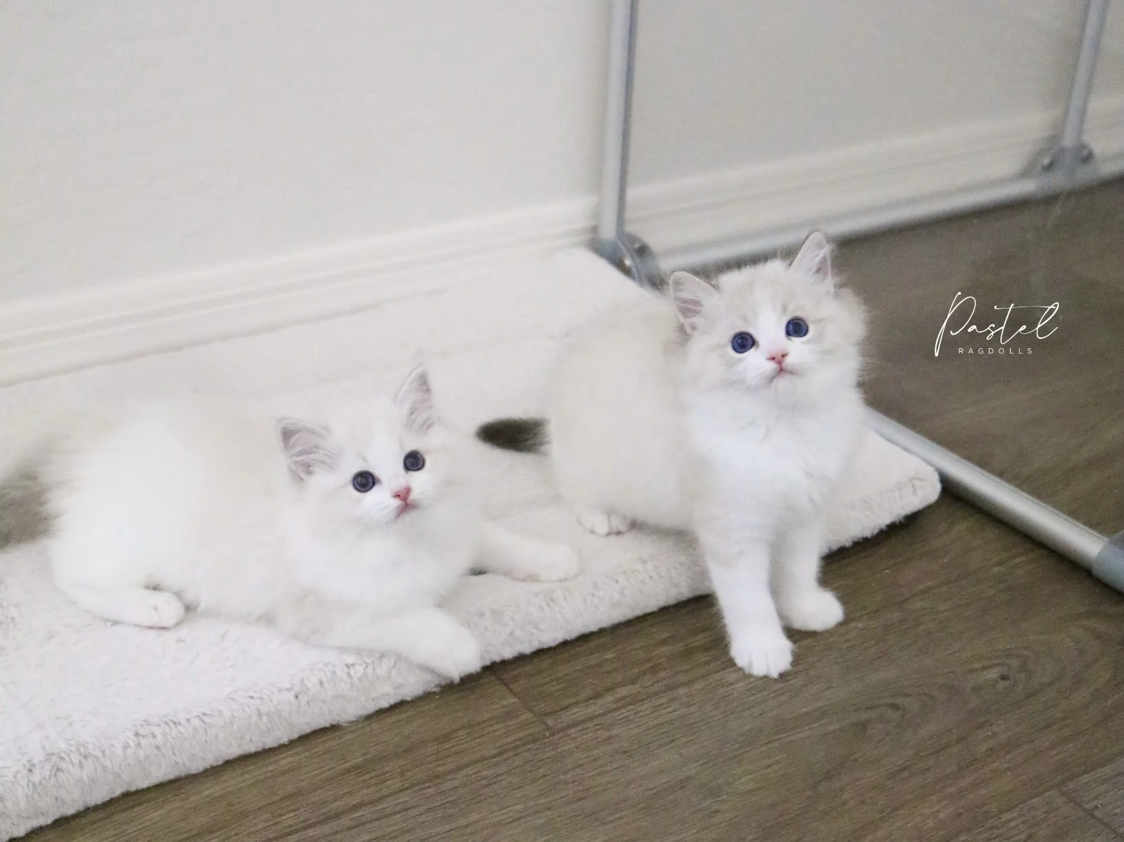 How to Find Ragdoll Kittens Near Me — Ragdoll Kittens For Sale ...