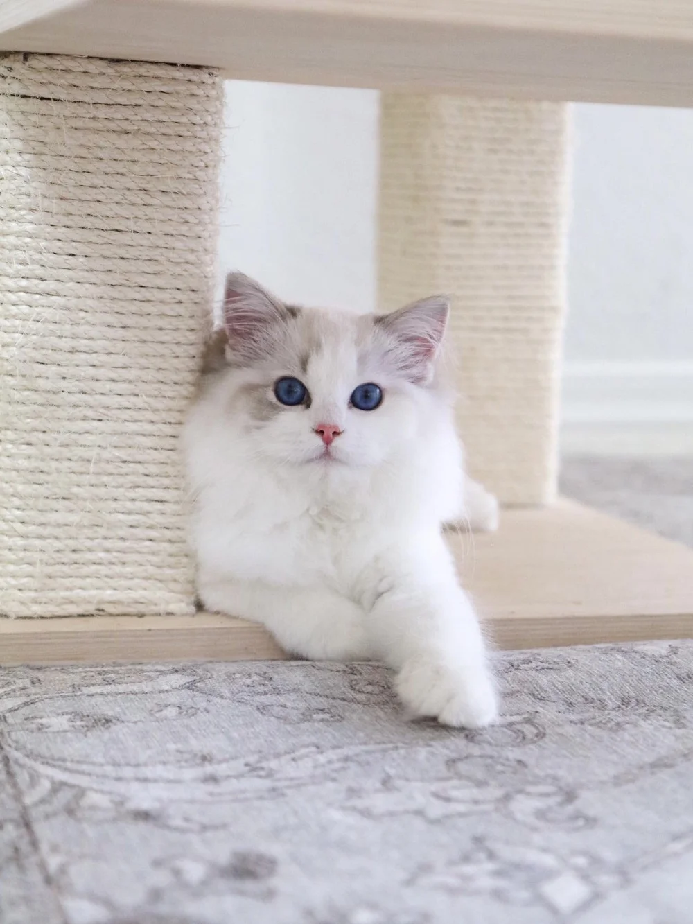 Ragdoll Breeding Program | Our Beautiful Female Ragdolls — Ragdoll ...