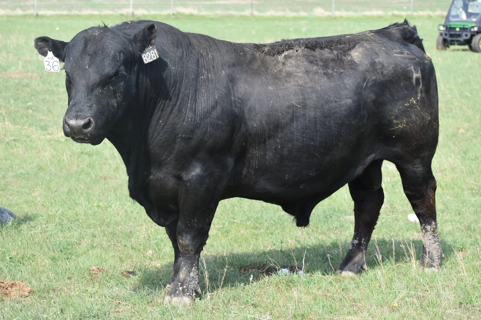 Herd Sires — Maloney Angus + Simmental