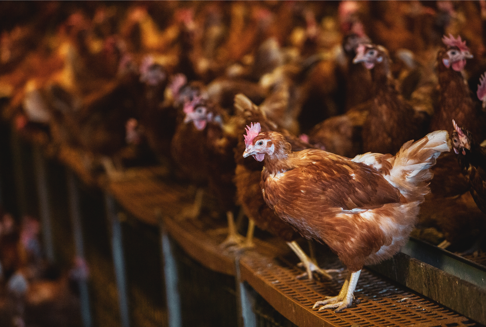 Forresters | Wholesale Chicken Suppliers