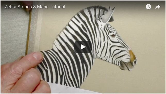 Drawing Zebra Stripes and Mane using Pastel Pencils — The Colin Bradley ...