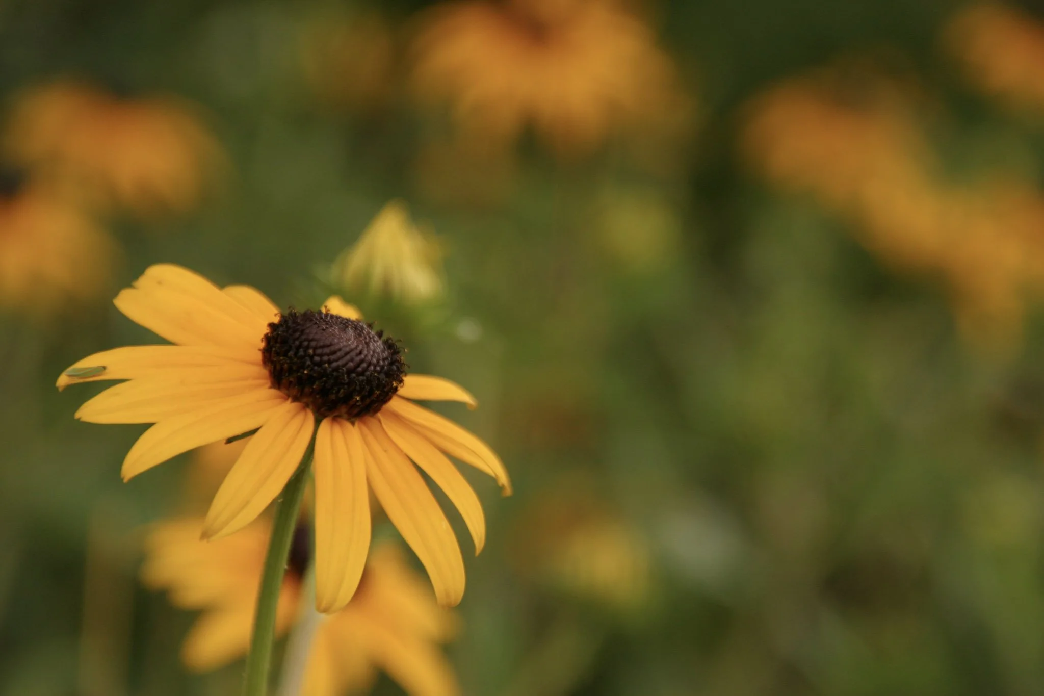 Free Reference Photos for Artists. Copyright Free. — The Colin Bradley ...