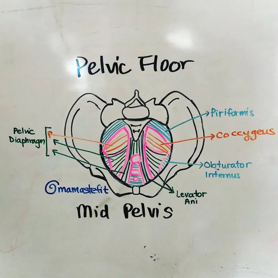 The Midpelvis: The Pelvic Floor Anatomy & Movement Support — MamasteFit