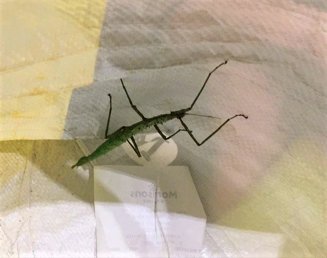 Species Lists — Our Little Piece of Devon