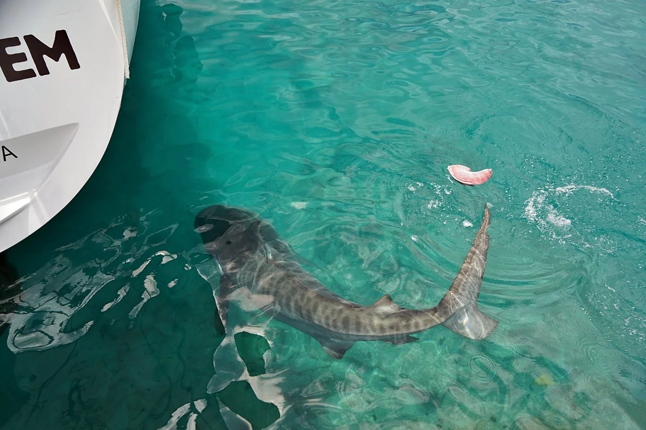 Snapshot of a cruising year — Sailing Totem