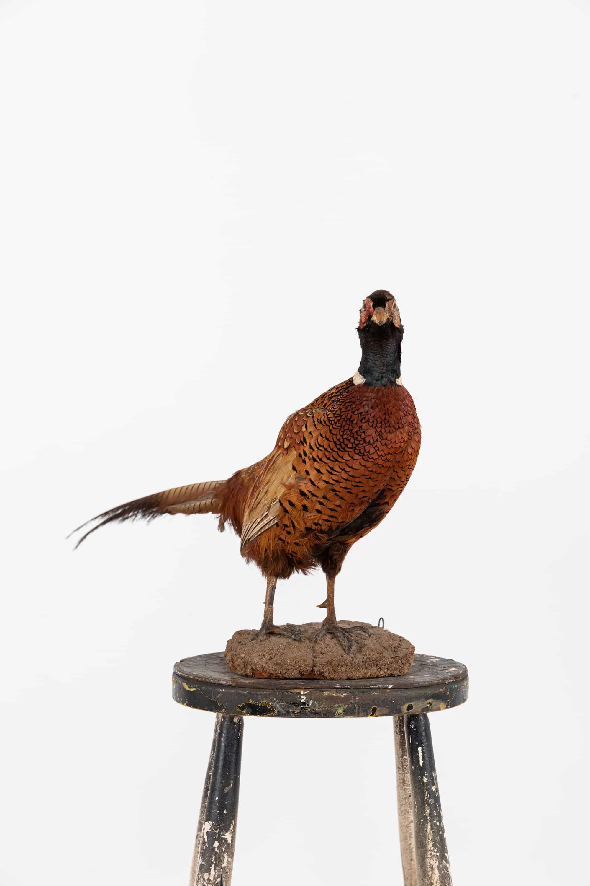 Pheasant Taxidermy Model — Antiques Workshop | Exceptional Vintage ...