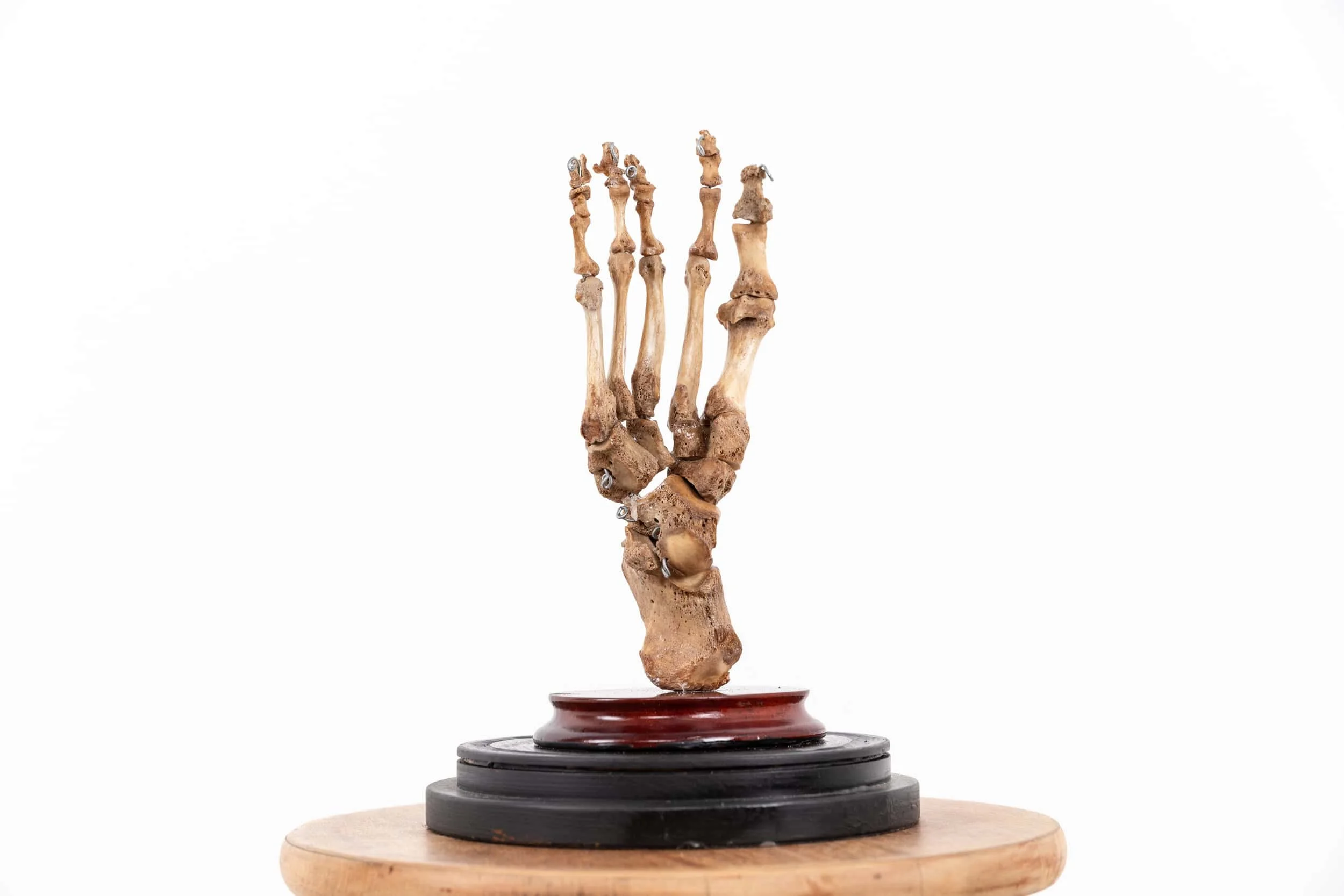 Anatomical Display Model of Human Foot — Antiques Workshop ...
