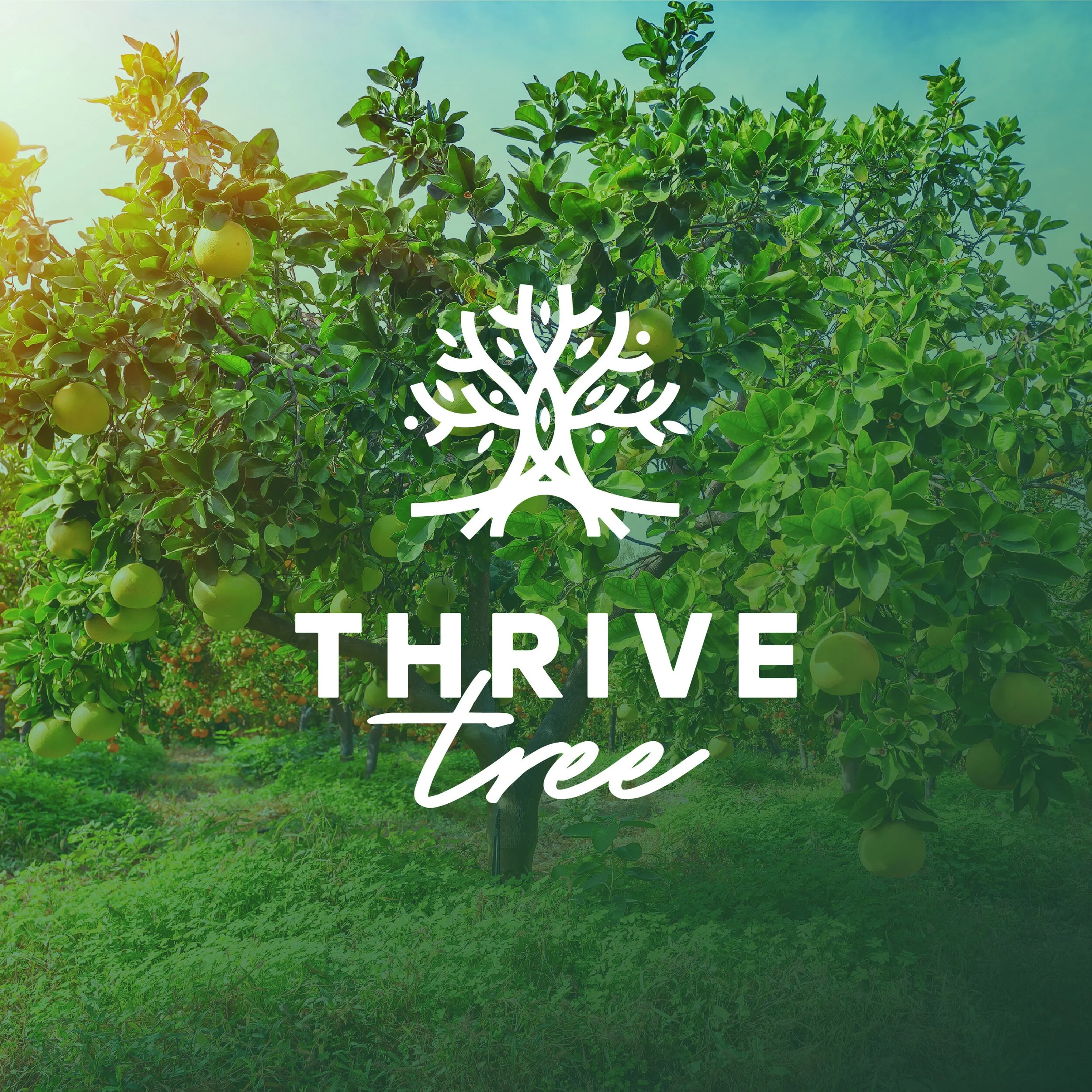 Thrive Tree — Piney Colors