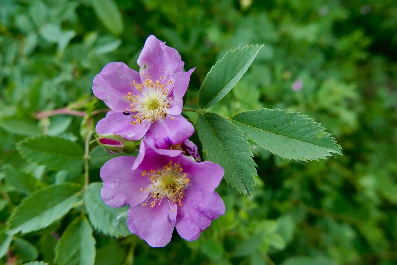 Native Plant Alternatives for 5 Common Landscaping Plants — One Truckee ...