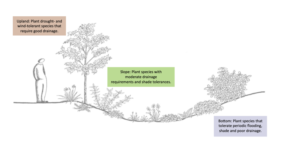How to Design and Install a Mini Meadow — One Truckee River