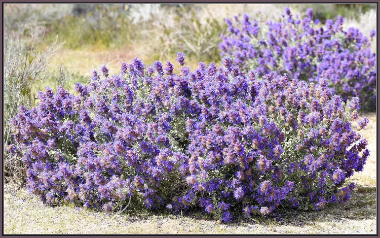 Native Plant Alternatives for 5 Common Landscaping Plants — One Truckee ...