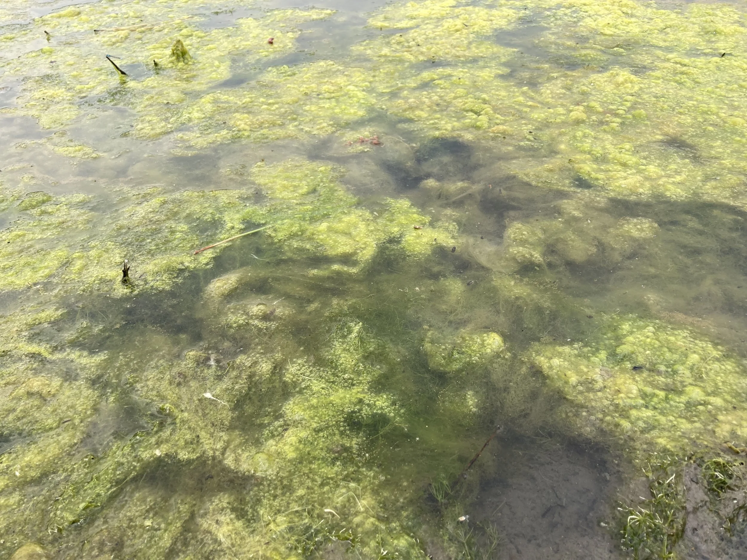 Algae Blooms in Our Waterways: 3 Tips for Prevention — One Truckee River