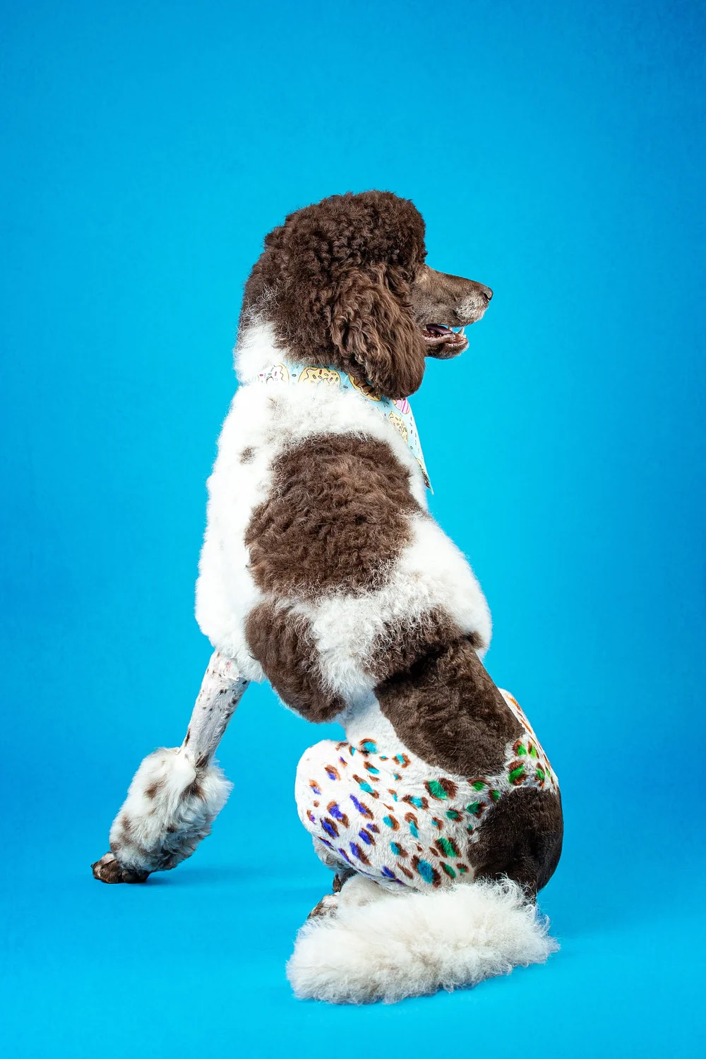 Reo — Above the Standard Dogs