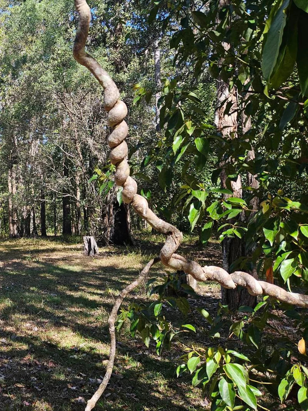 Modular Social Housing Pilot Project, Noosa Shire — Net Zero Design