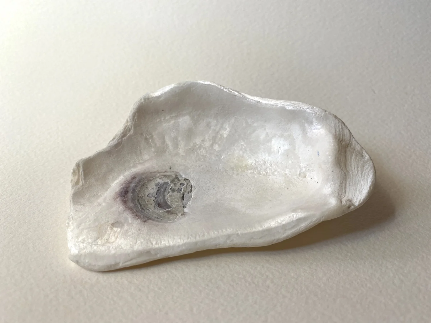 Tutorial: How to Paint an Oyster Shell in Watercolour — Andrea England ...