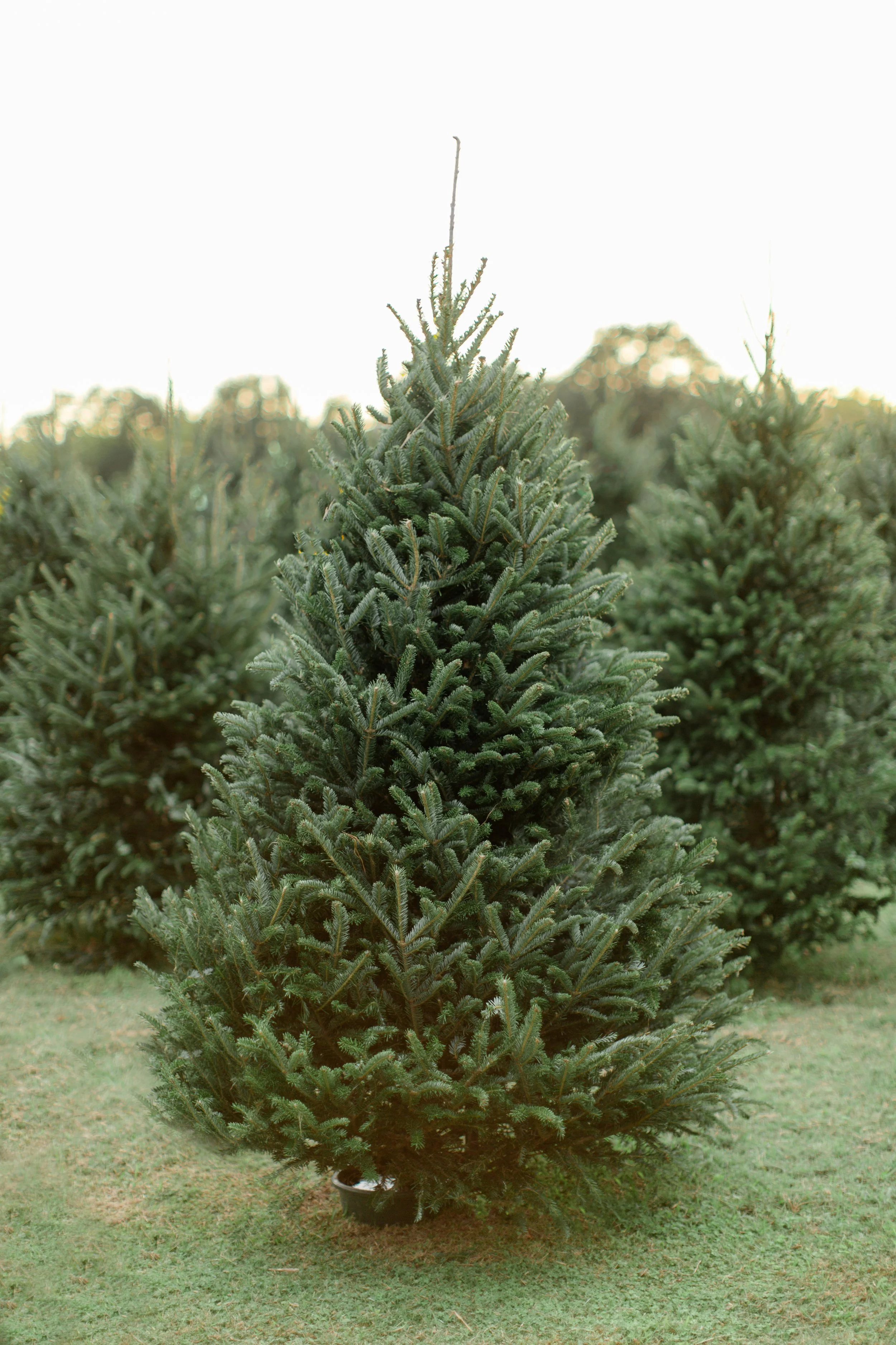 CHRISTmas Season — Elgin CHRISTmas Tree Farm
