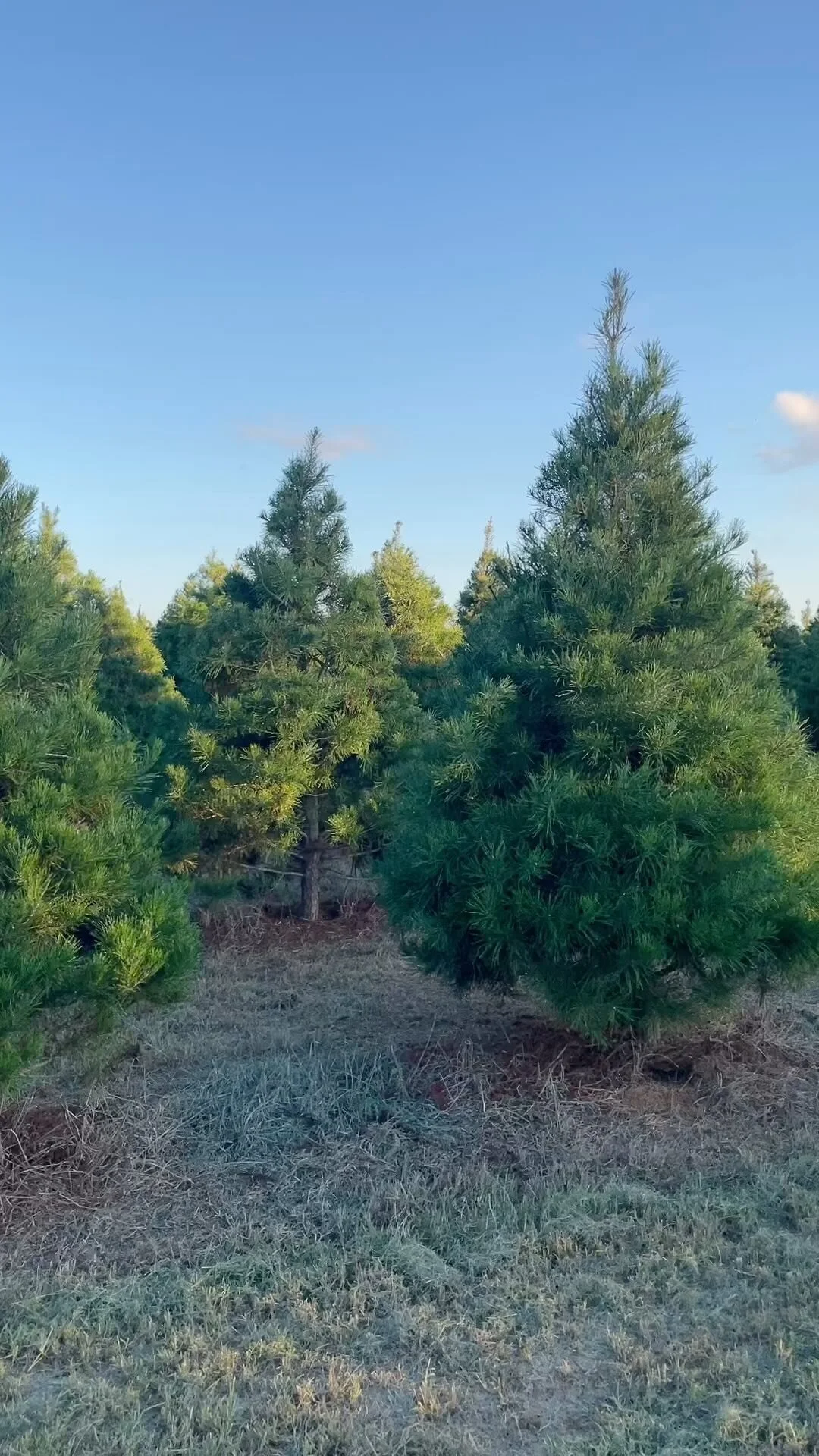 Elgin CHRISTmas Tree Farm