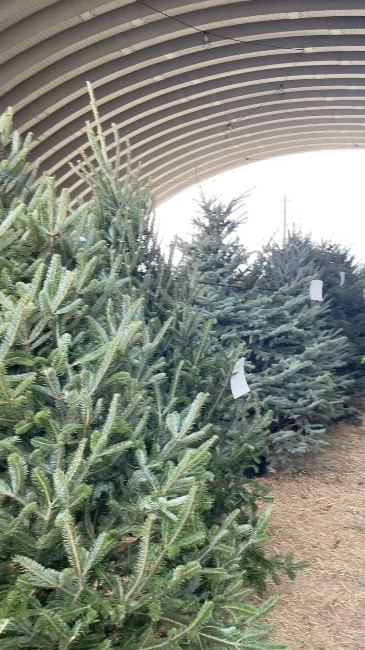 Elgin CHRISTmas Tree Farm