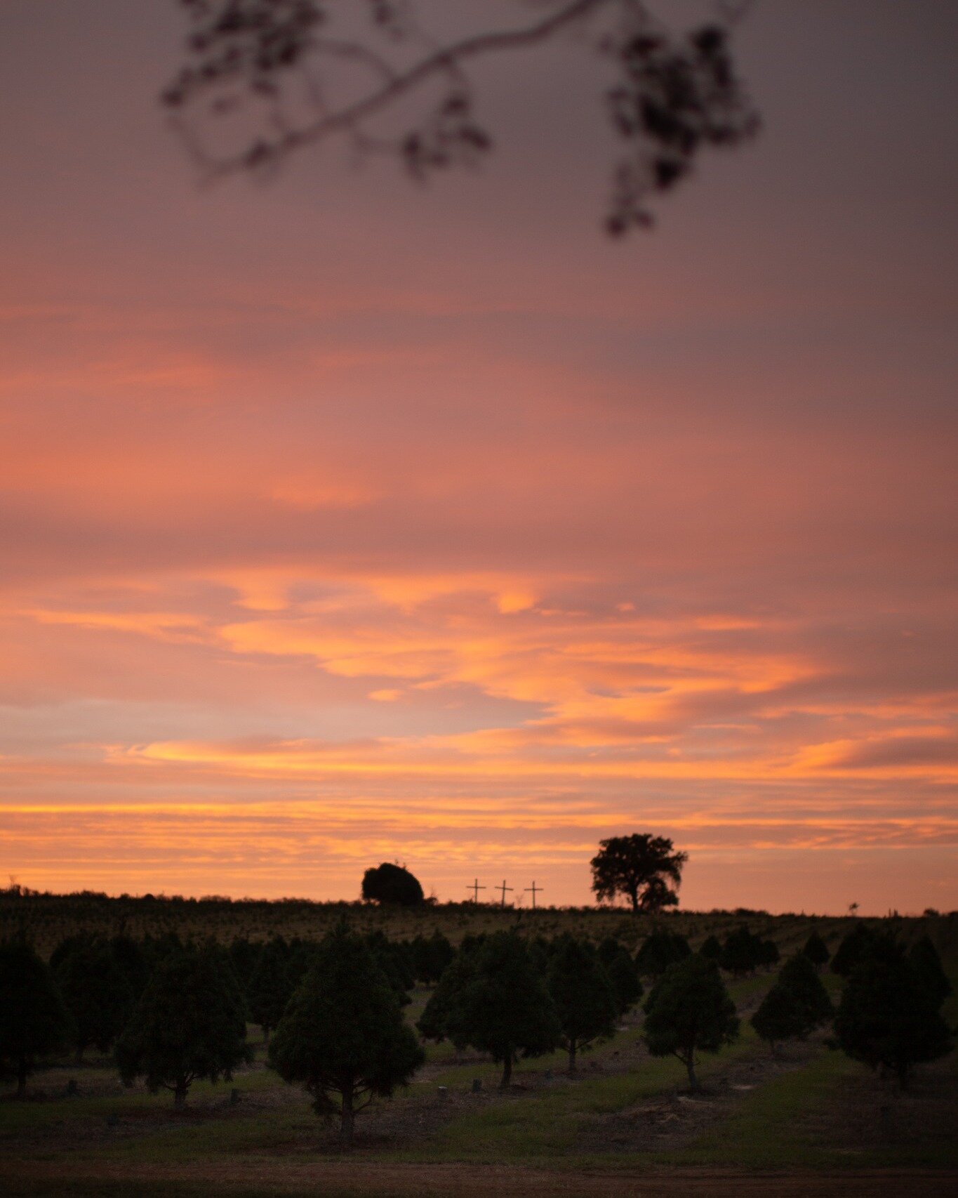 Elgin CHRISTmas Tree Farm