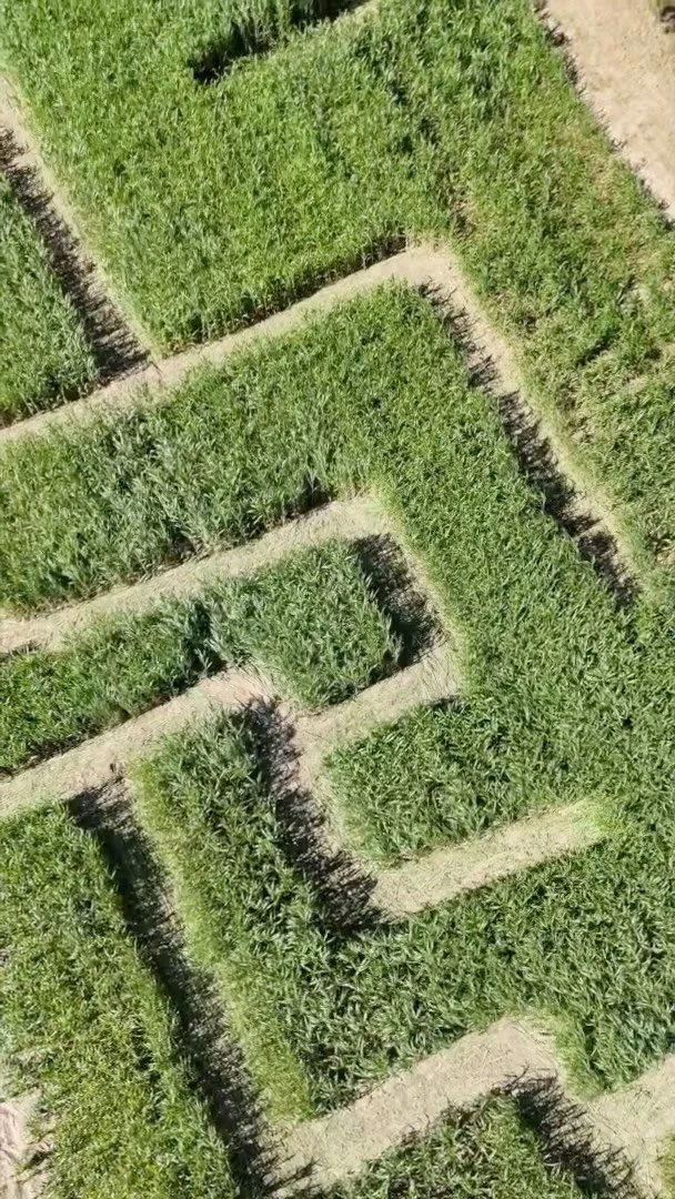 Elgin CHRISTmas Tree Farm