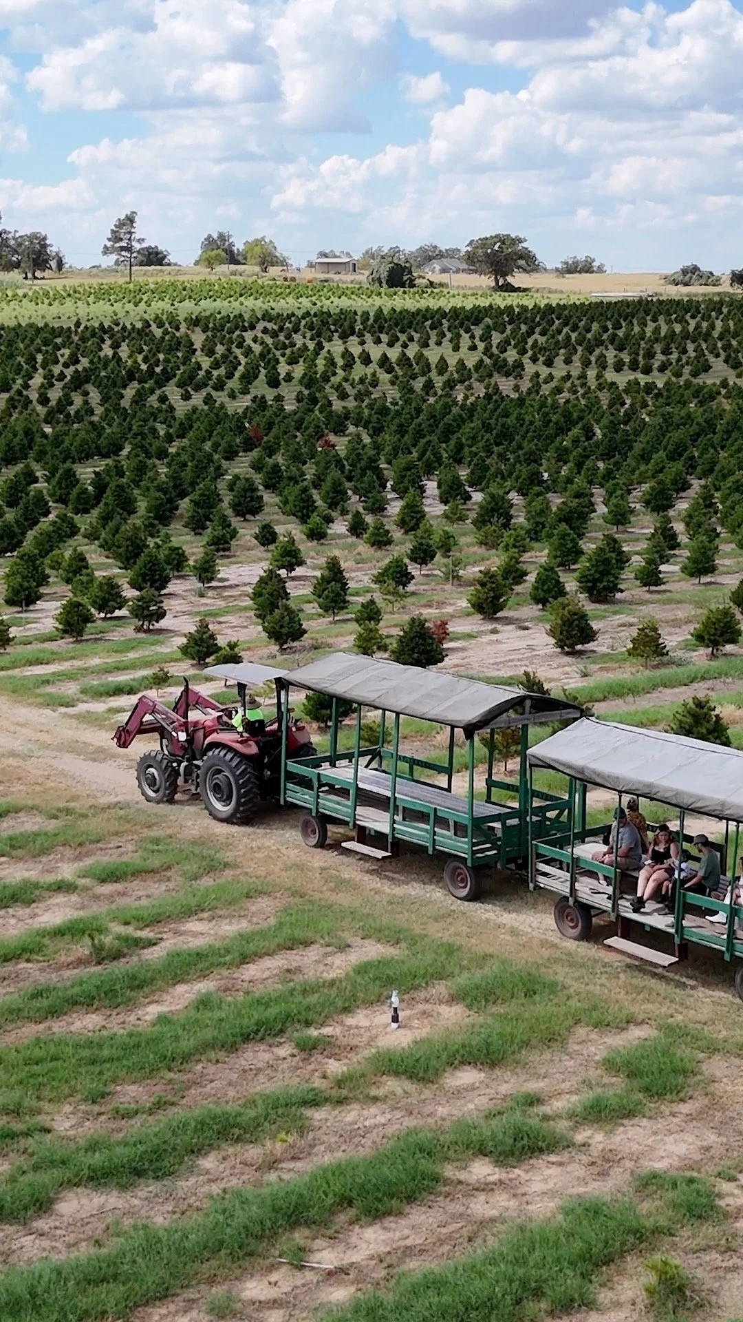 Elgin CHRISTmas Tree Farm