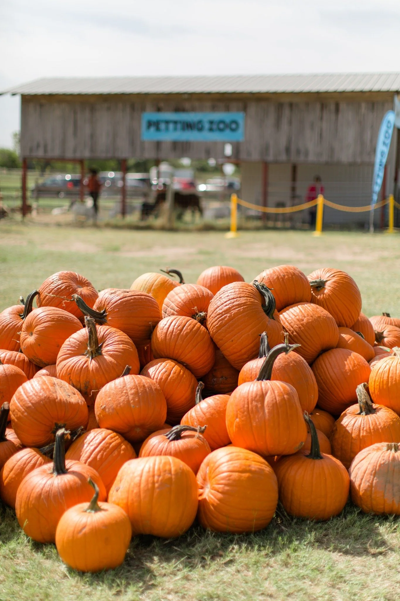 Elgin CHRISTmas Tree Farm