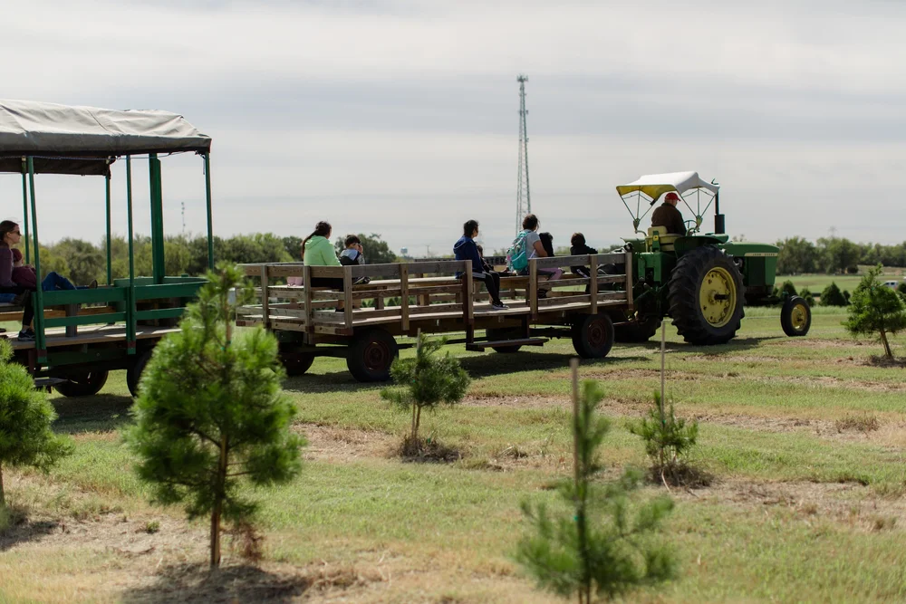 Gallery | Experience Farm Beauty—Visit Today — Elgin CHRISTmas Tree Farm