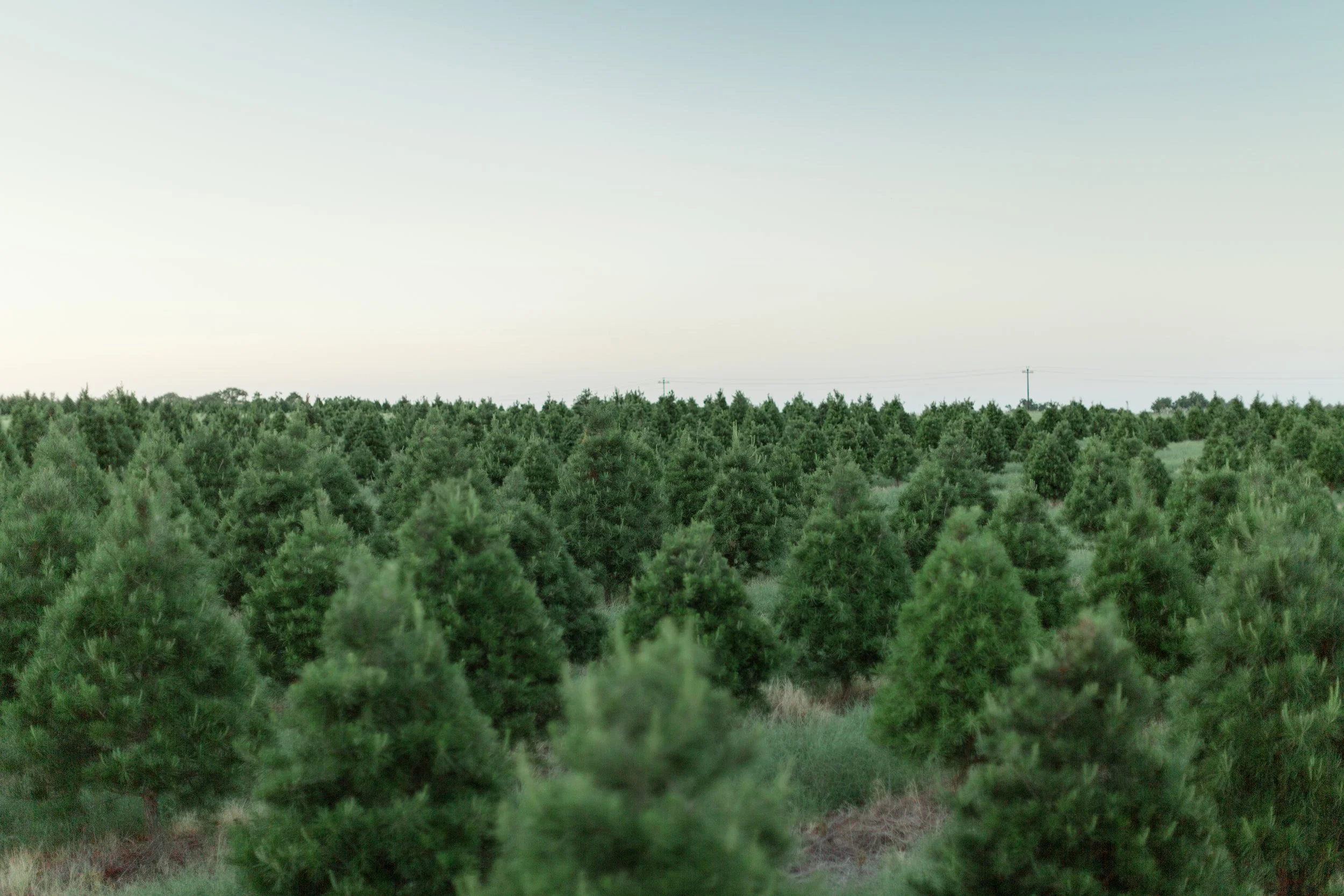 CHRISTmas Season — Elgin CHRISTmas Tree Farm