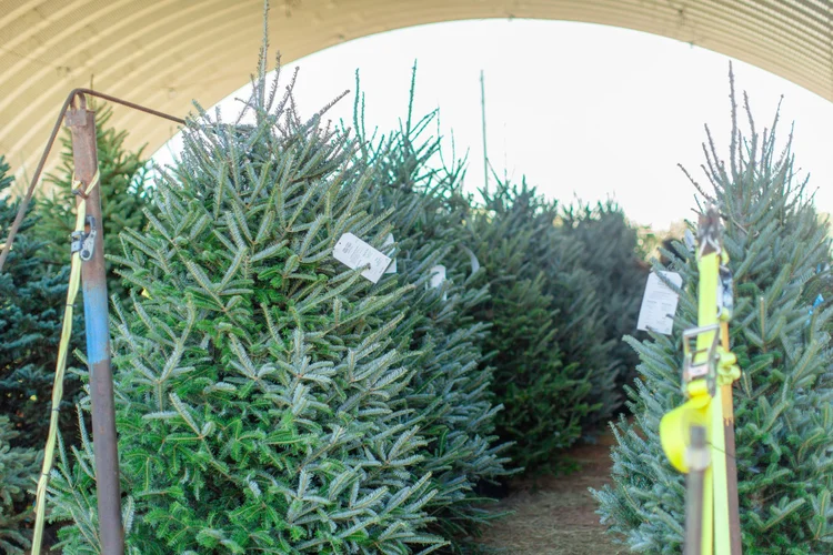 CHRISTmas Season | Start Your ChristmasTradition Today — Elgin ...