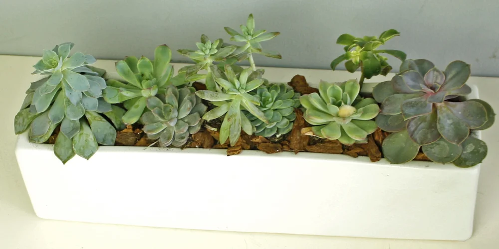 Succulents — Long Stems - Exceptional Floral Design in Merion