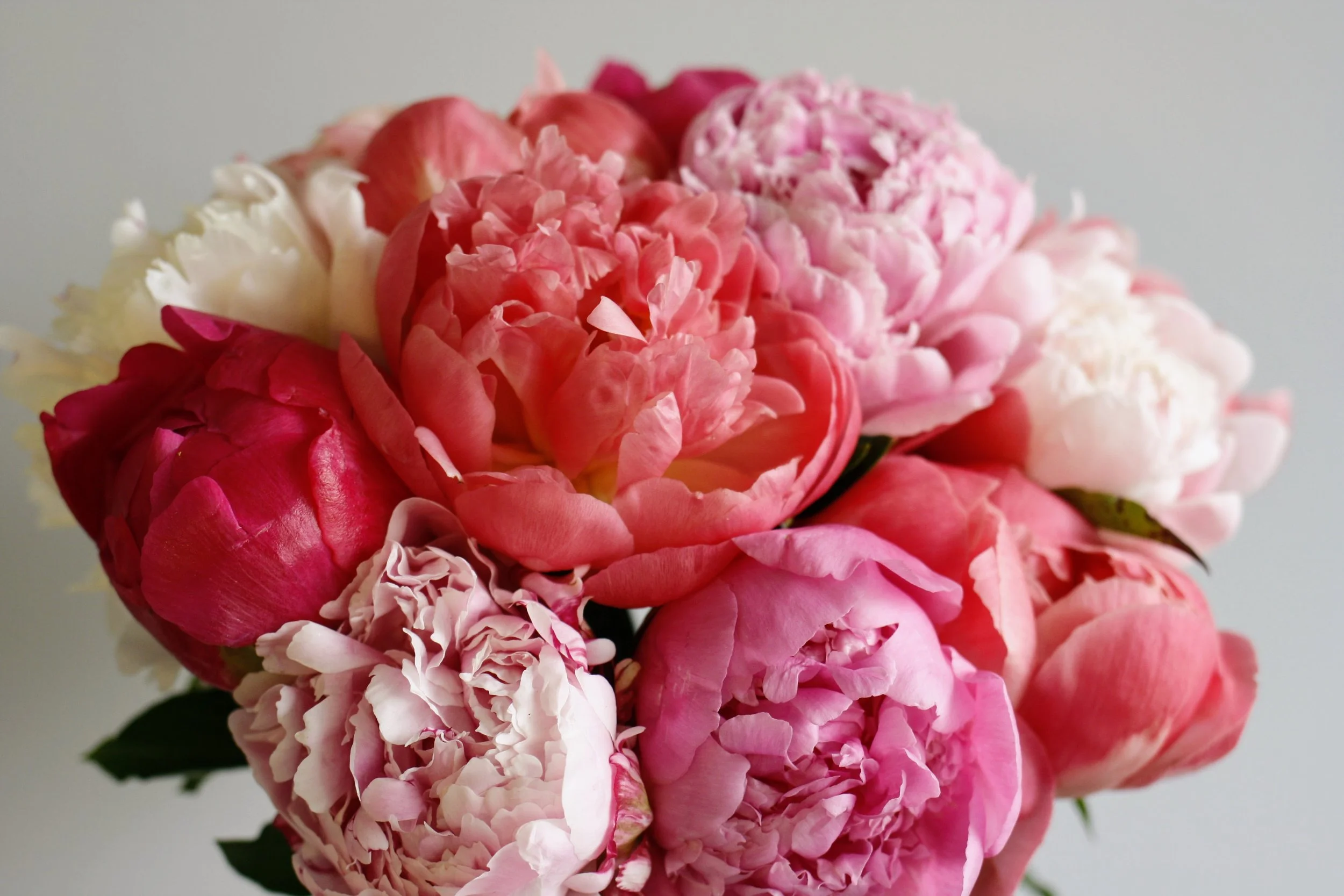 Peony Collection — Long Stems - Exceptional Floral Design in Merion