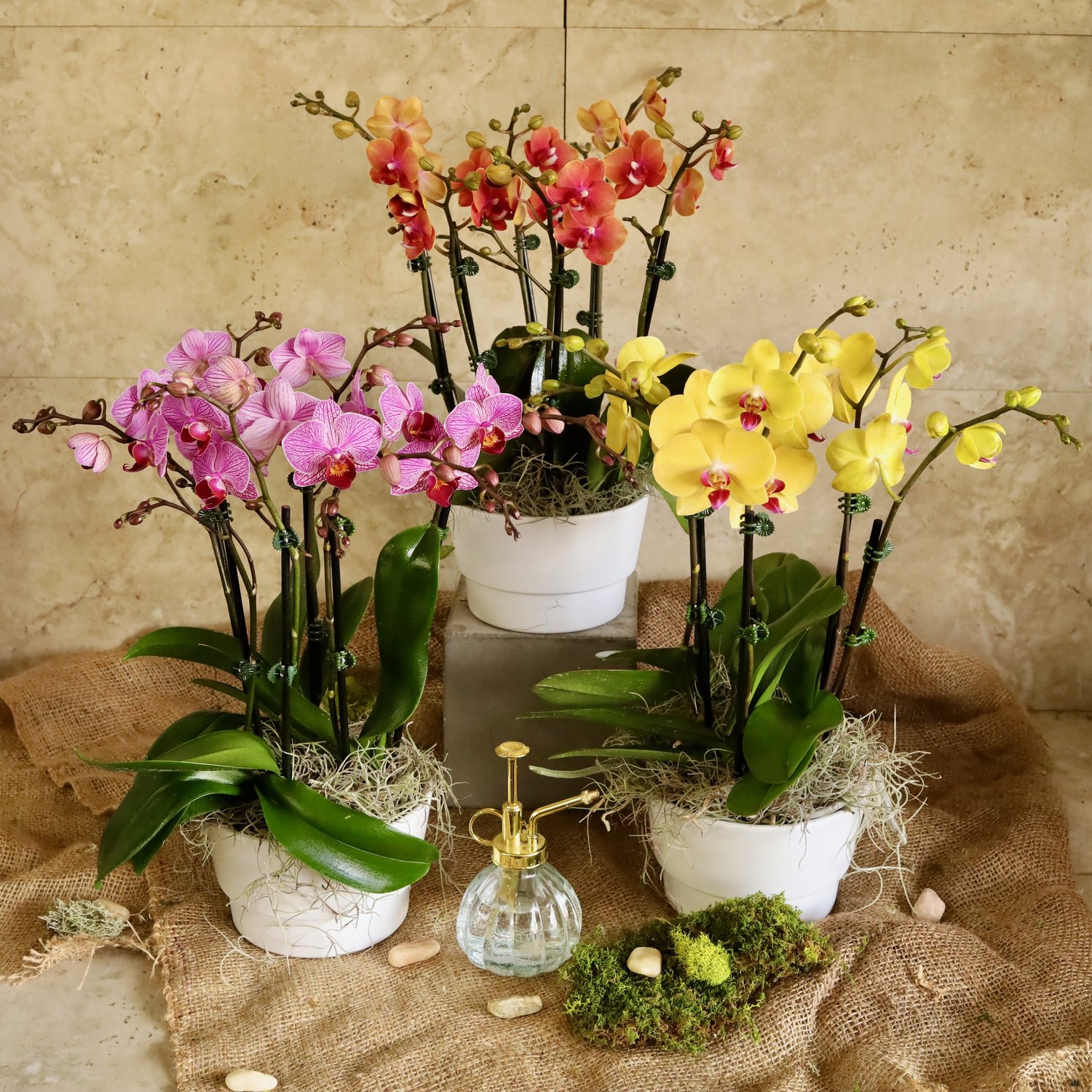 Orchids — Long Stems - Exceptional Floral Design in Merion