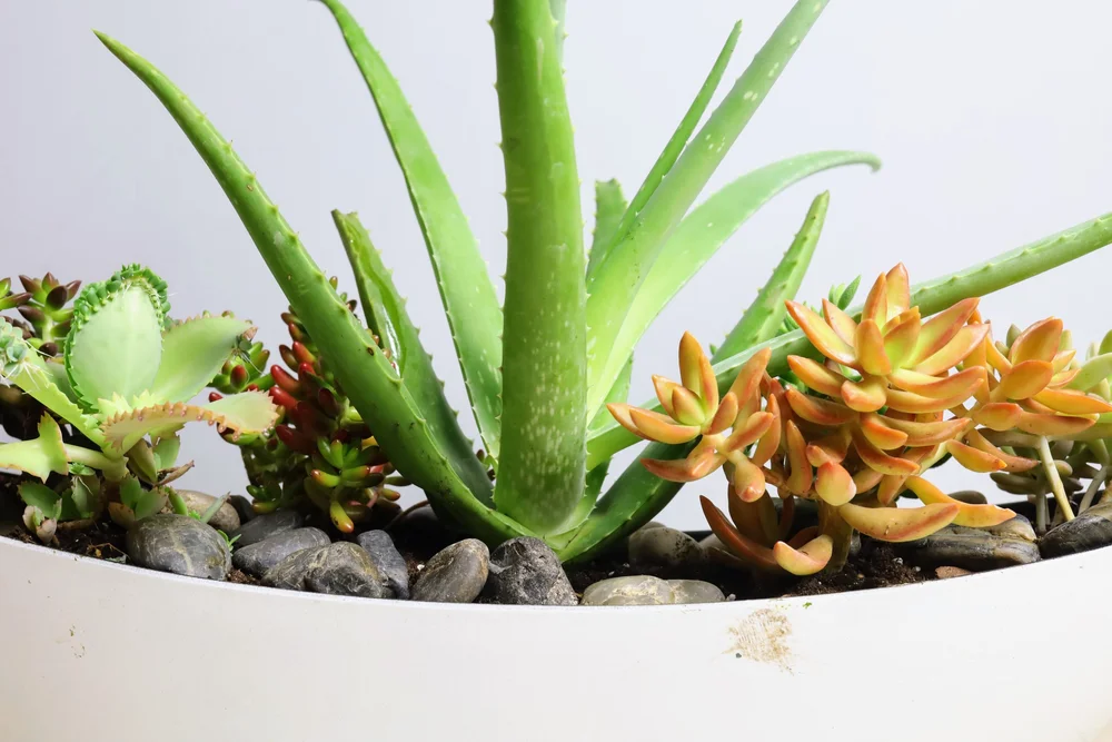 Succulents — Long Stems - Exceptional Floral Design in Merion