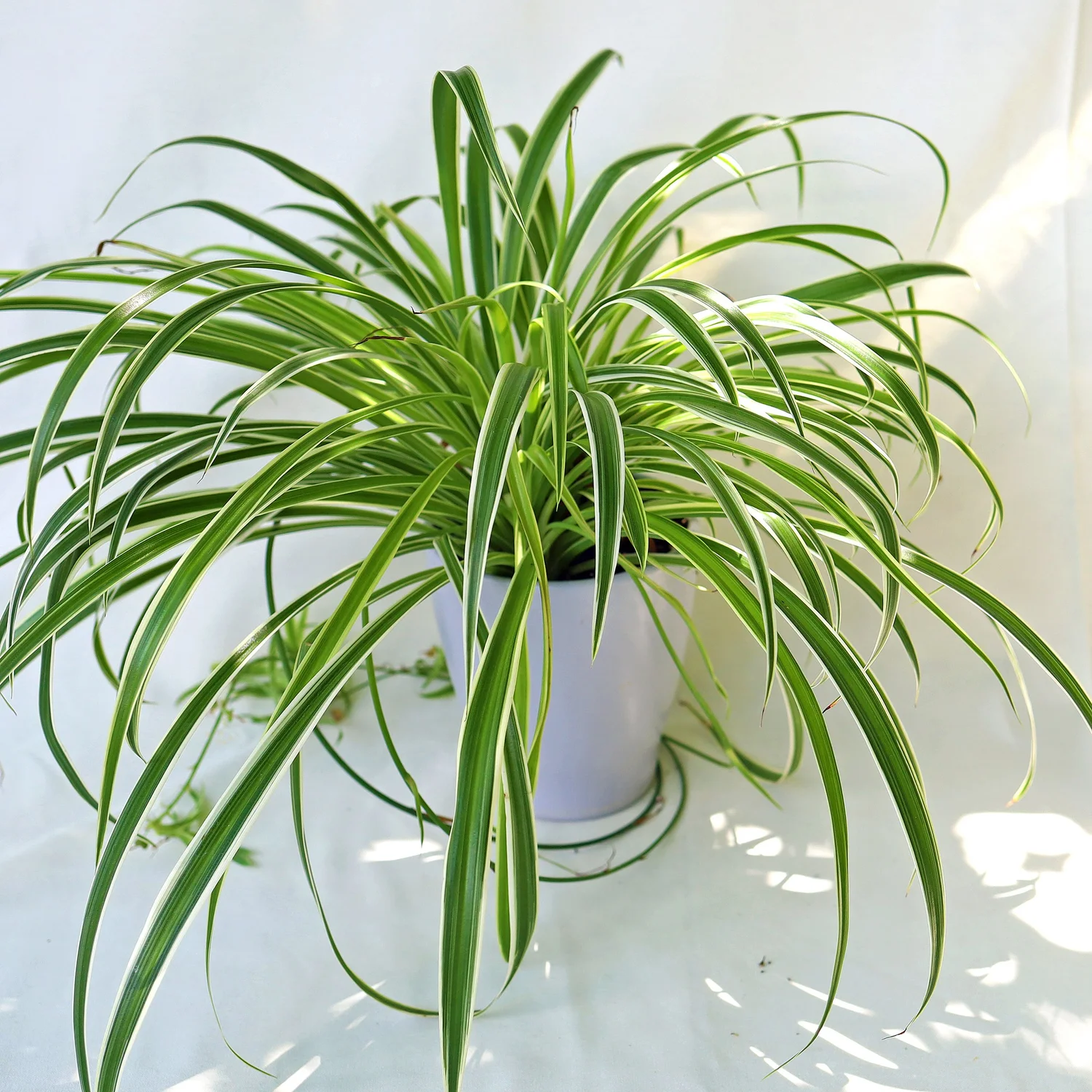 Green Plants — Long Stems - Exceptional Floral Design in Merion