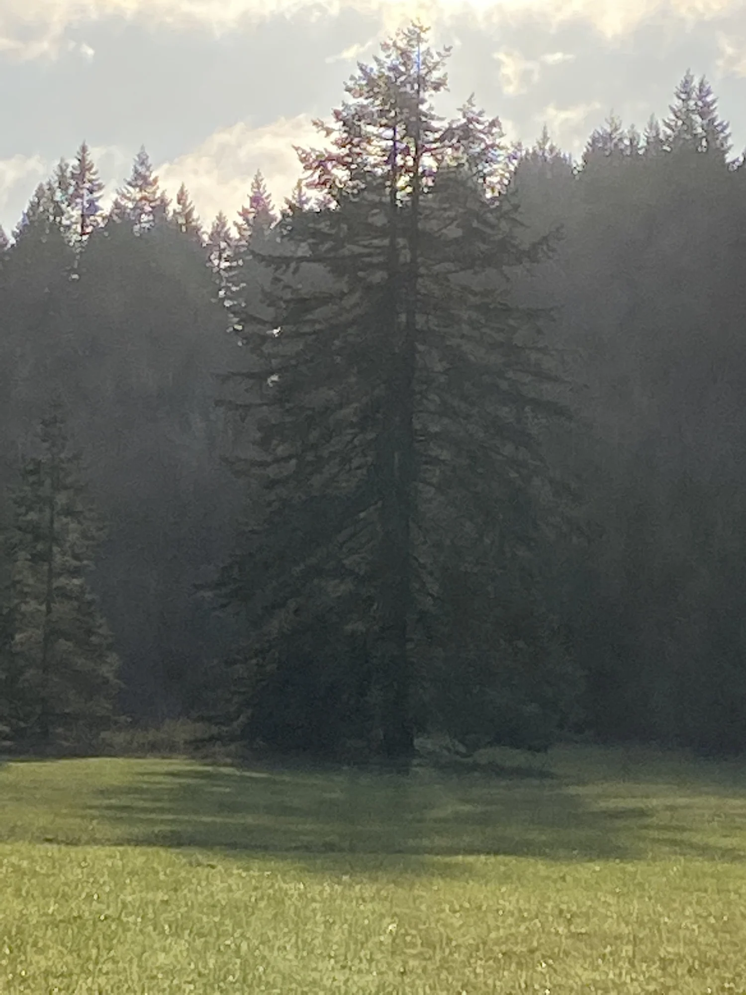 Fables: The Maiden and the Sentinel — THE RIVERBEND PRESERVE