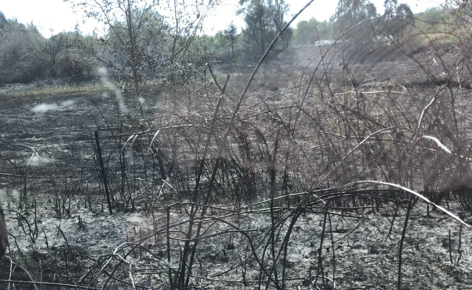 Healthy Ecosystems Burn — THE RIVERBEND PRESERVE