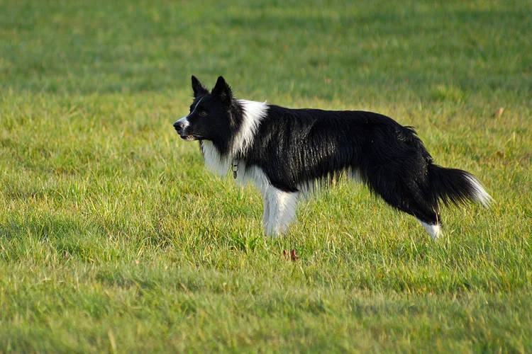 Behaviour Case Profile - The Border Collie | The Dog's Way